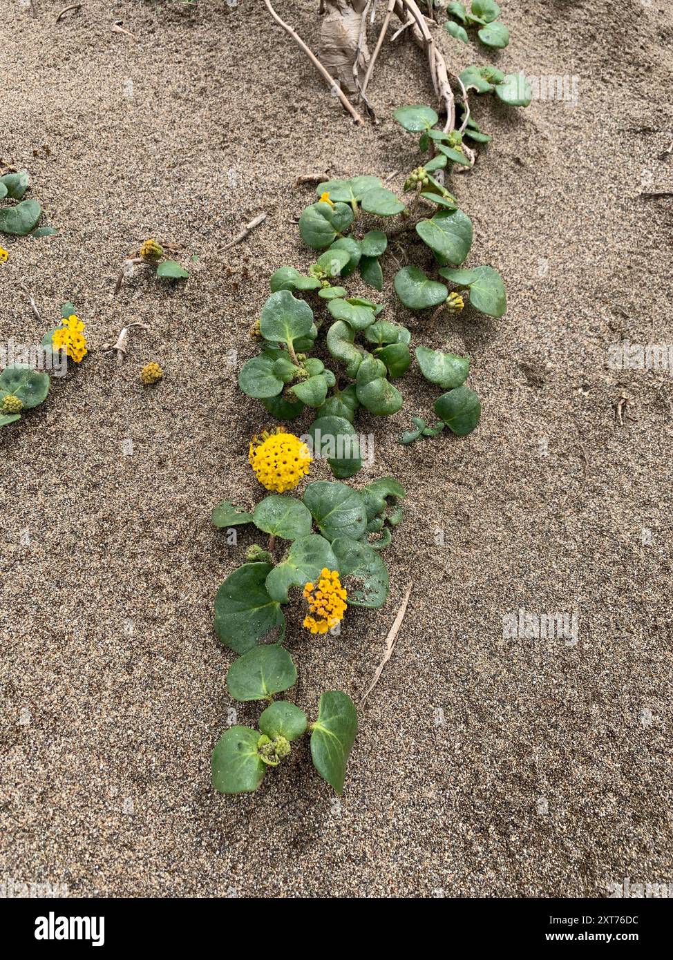 Yellow Sand Verbena (Abronia latifolia) Plantae Stock Photo - Alamy