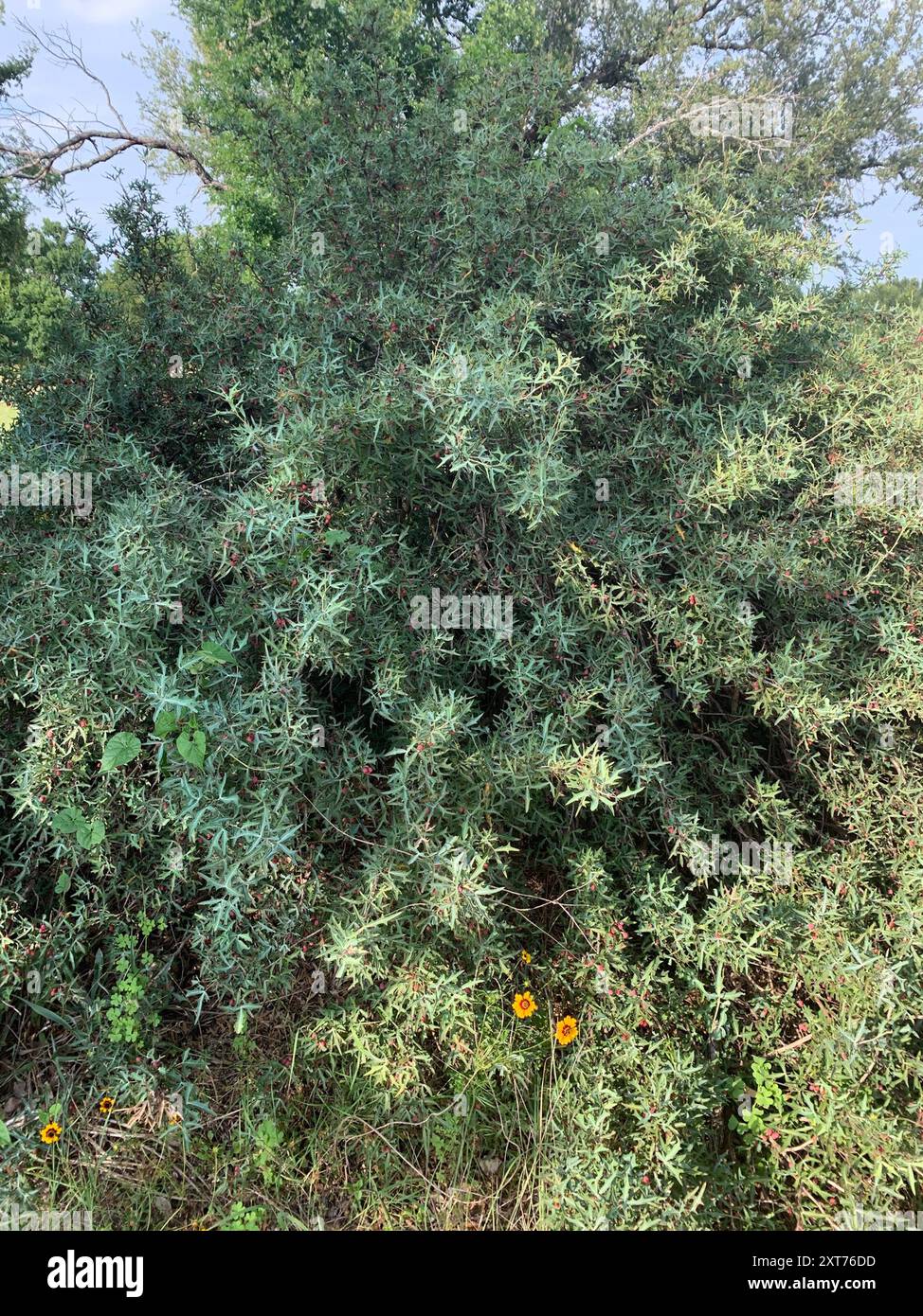 Agarita (Berberis trifoliolata) Plantae Stock Photo - Alamy