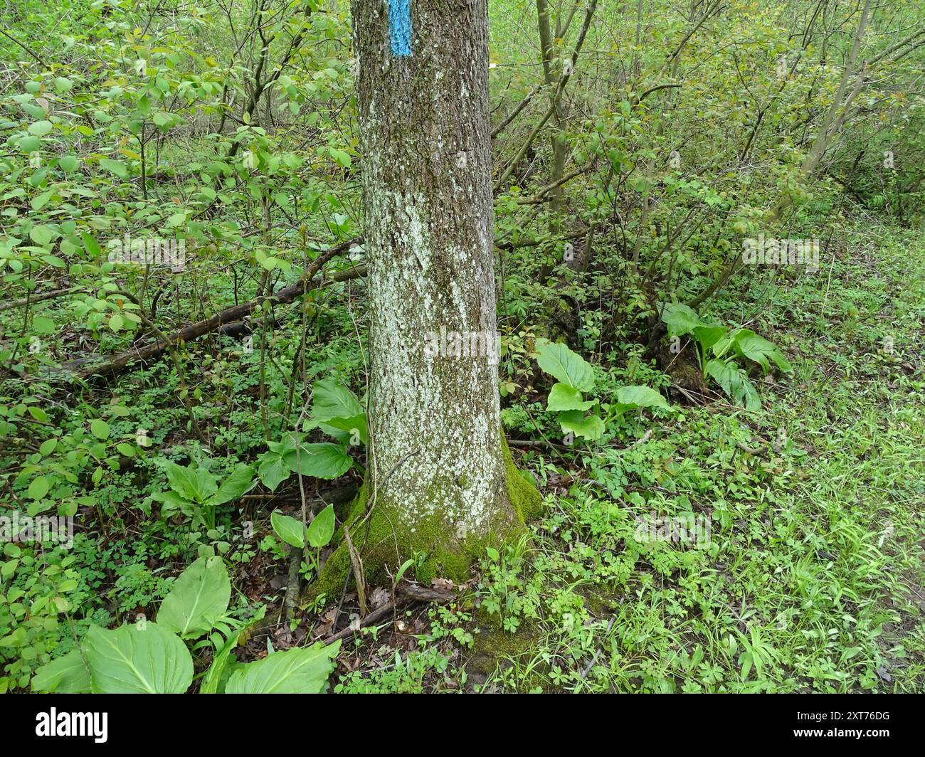bitternut hickory (Carya cordiformis) Plantae Stock Photo - Alamy