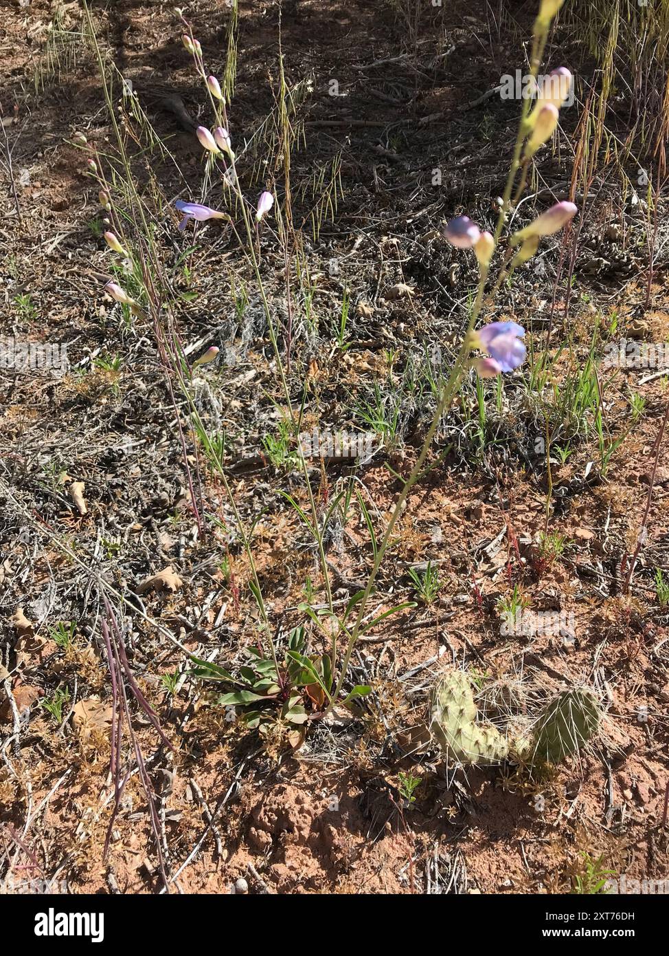 Dusty Beardtongue (Penstemon comarrhenus) Plantae Stock Photo - Alamy