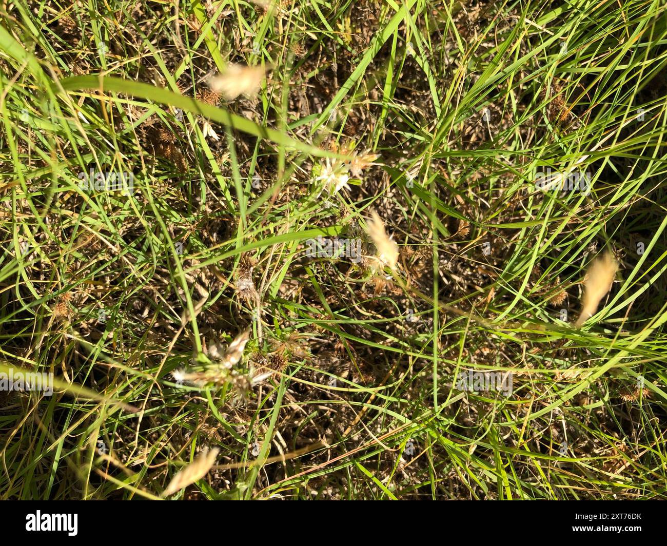 buffalograss (Bouteloua dactyloides) Plantae Stock Photo - Alamy