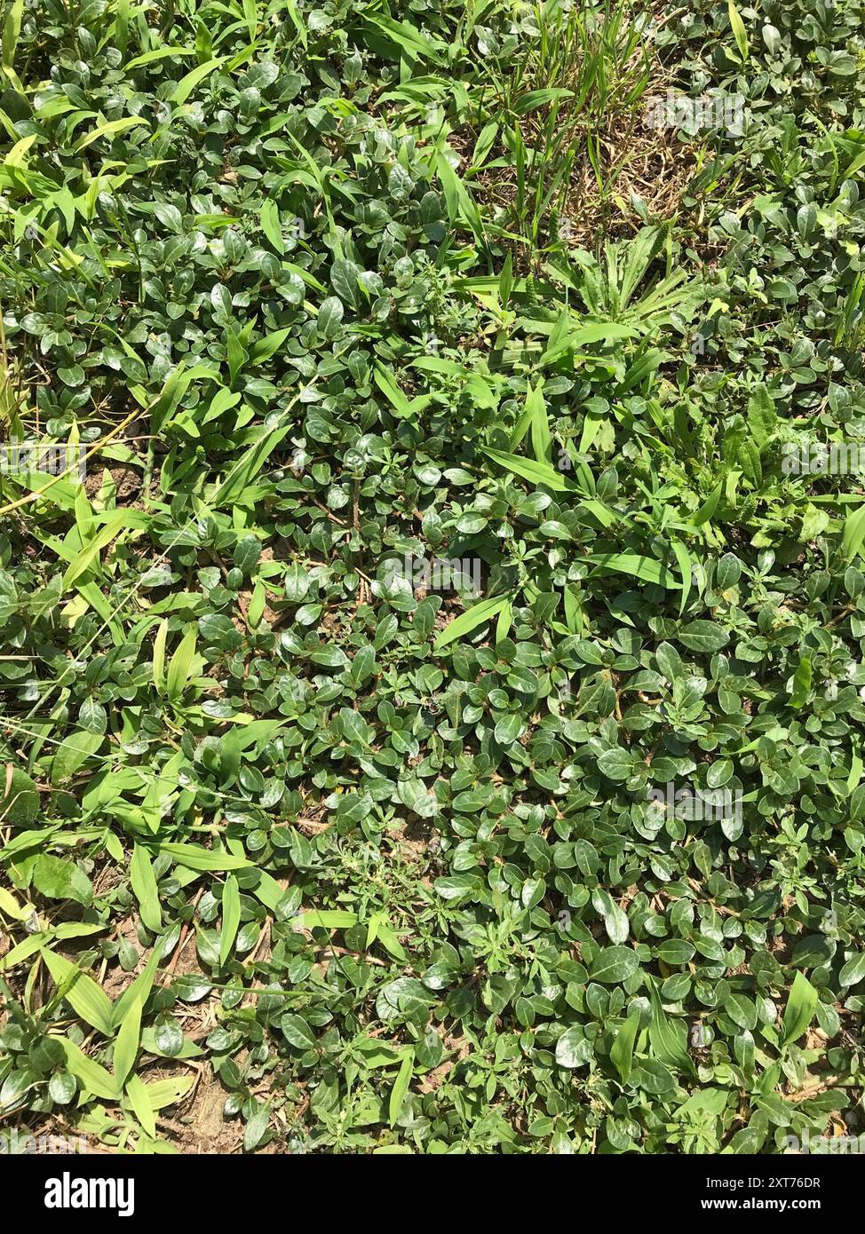 mat chaff-flower (Alternanthera caracasana) Plantae Stock Photo - Alamy