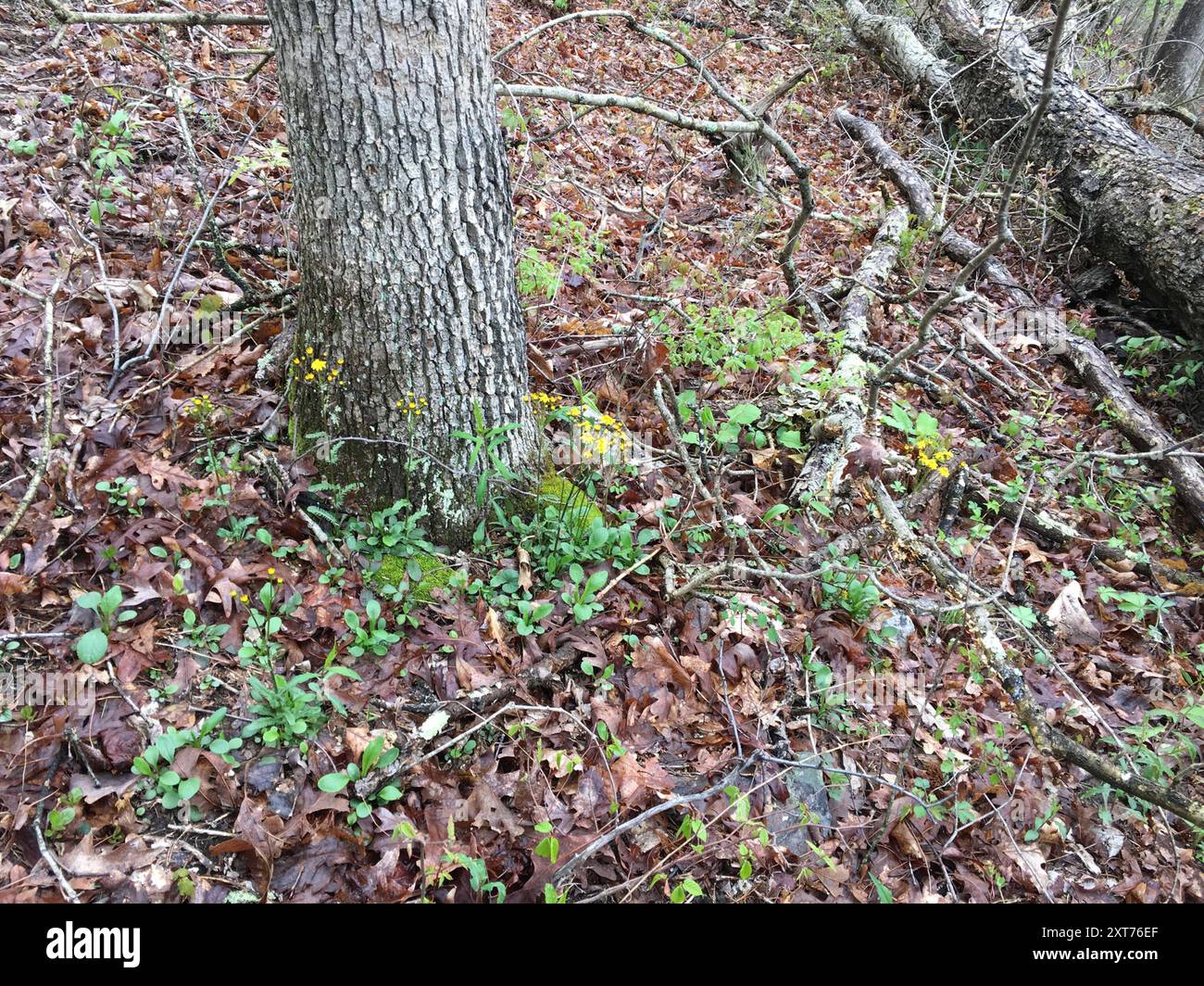 roundleaf ragwort (Packera obovata) Plantae Stock Photo - Alamy