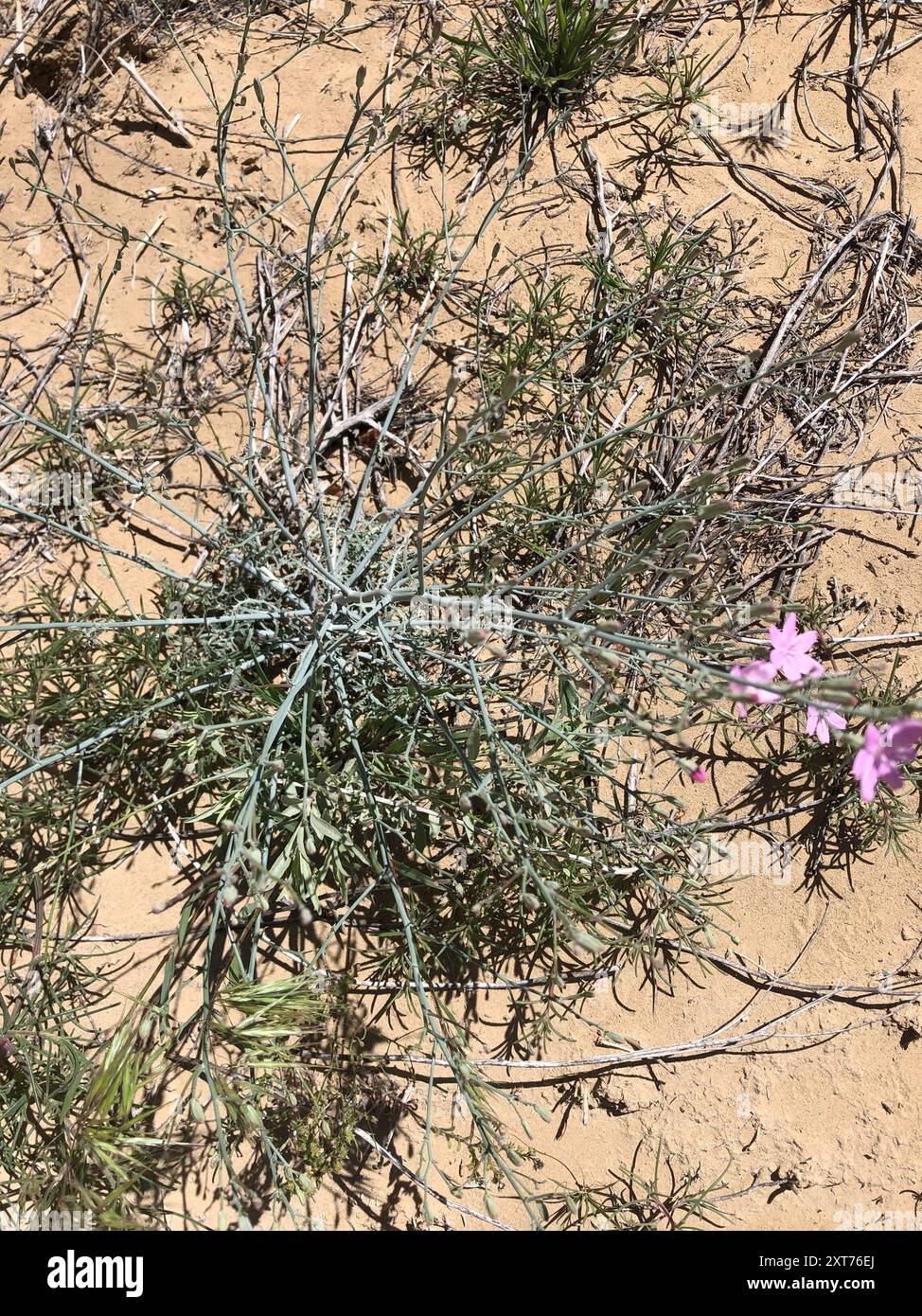 skeleton plant (Lygodesmia grandiflora) Plantae Stock Photo - Alamy