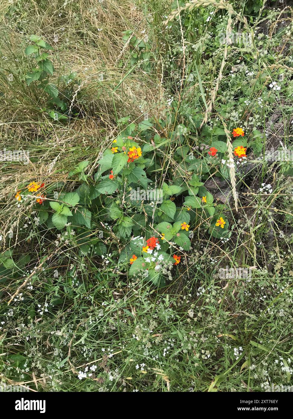 lantanas (Lantana) Plantae Stock Photo - Alamy