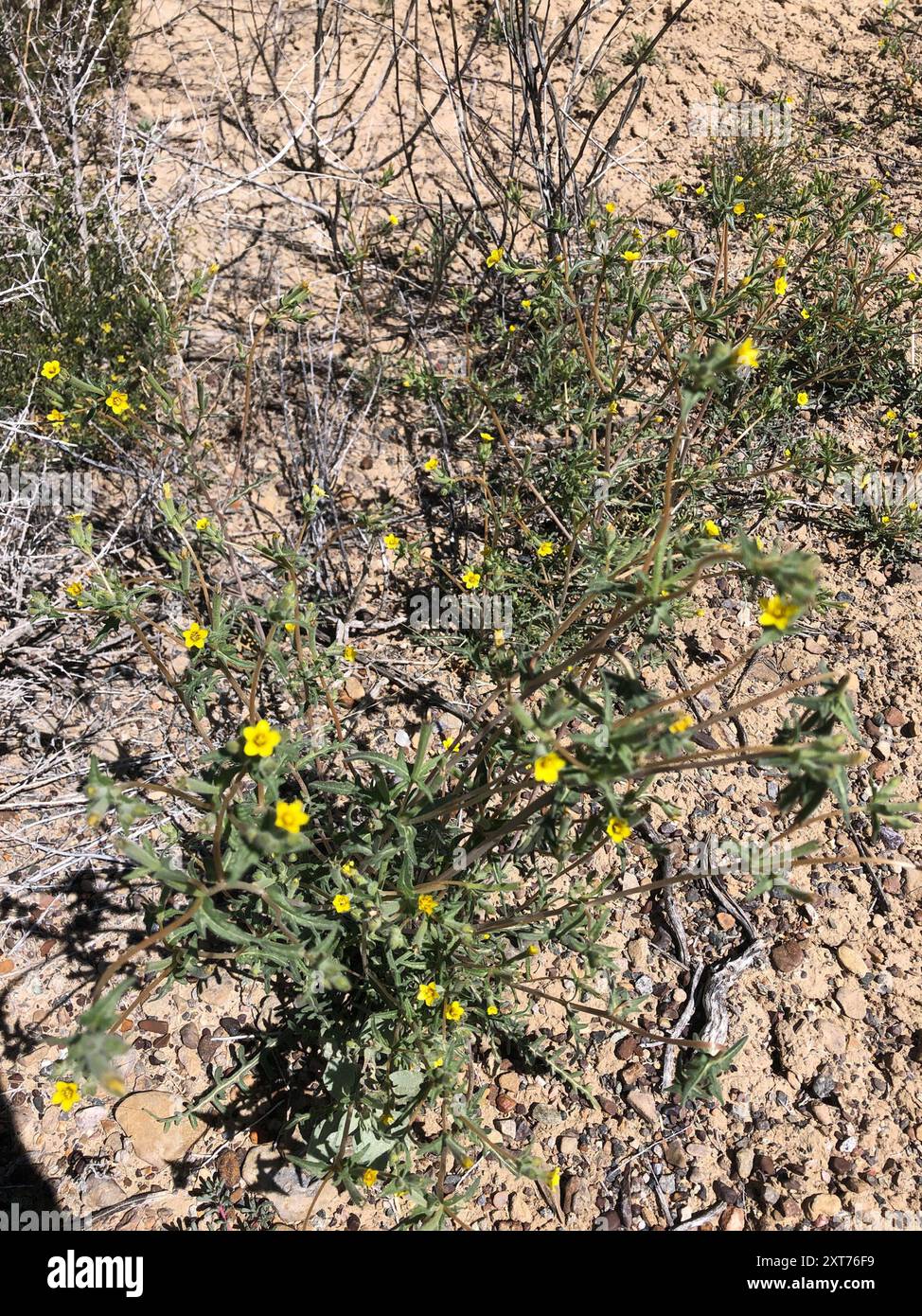 Blazingstars (Mentzelia) Plantae Stock Photo - Alamy