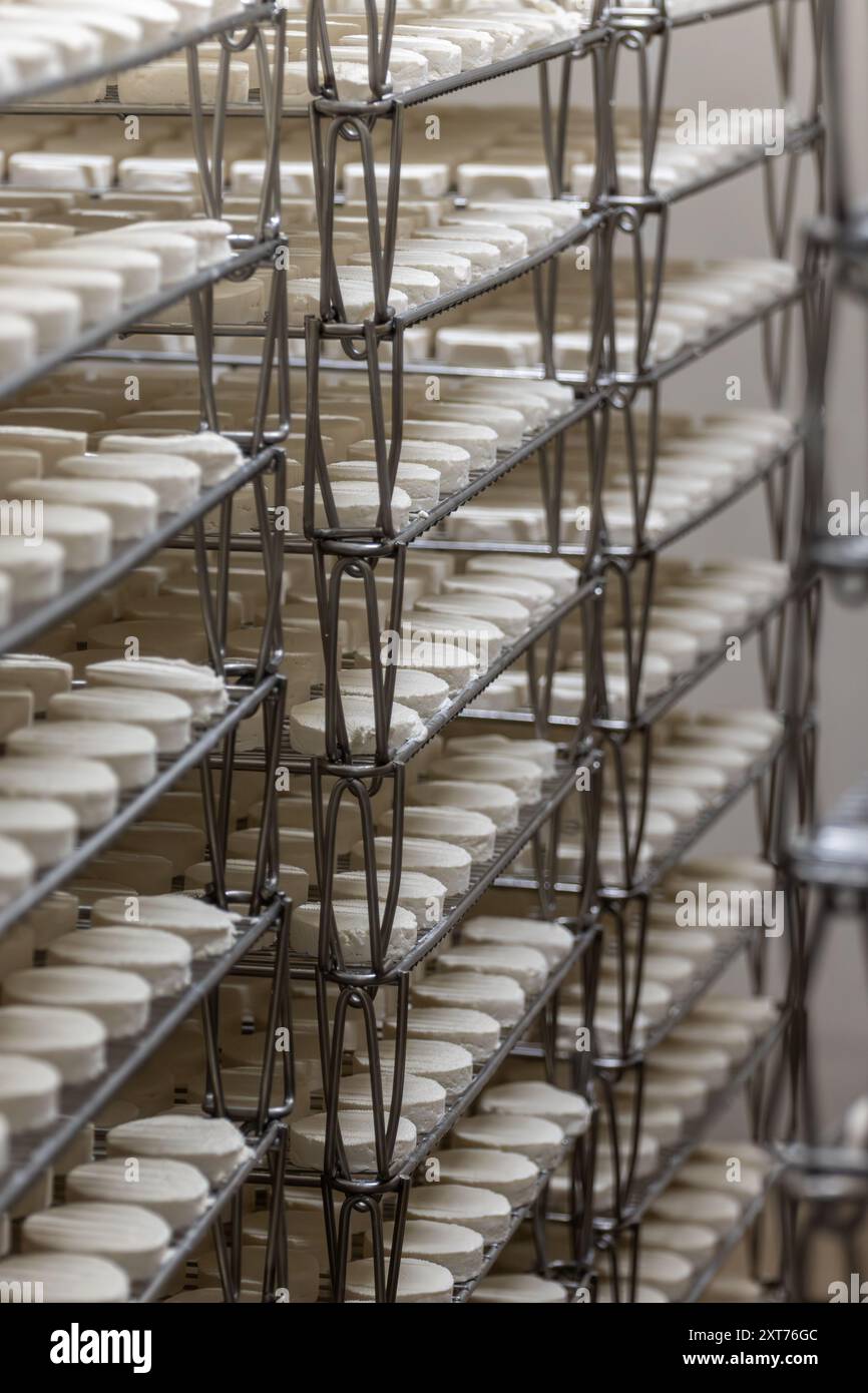 Rocamadour soft goat AOC cheese with soft rind on aging process ...