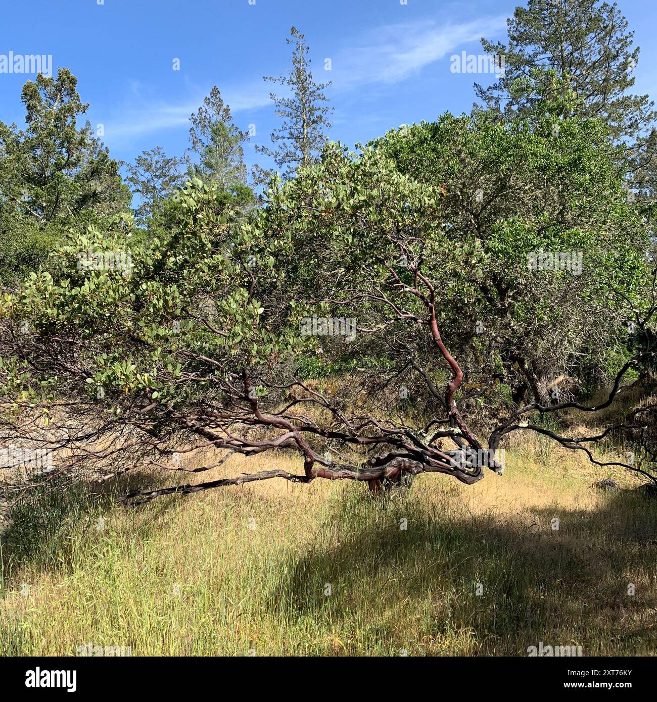 Common Manzanita (Arctostaphylos manzanita) Plantae Stock Photo - Alamy