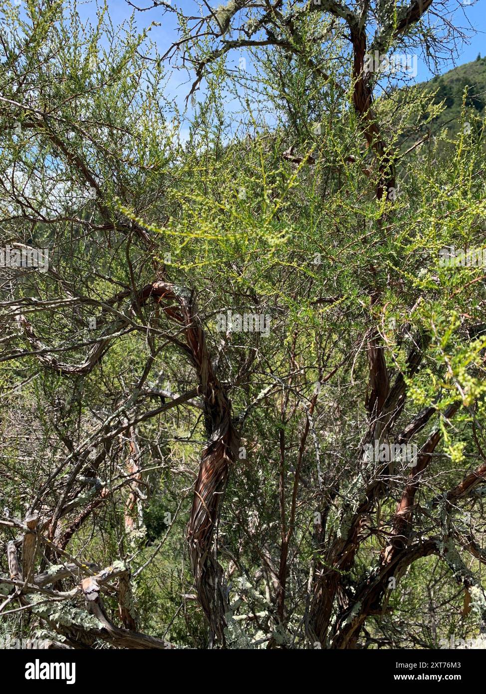 chamise (Adenostoma fasciculatum) Plantae Stock Photo - Alamy