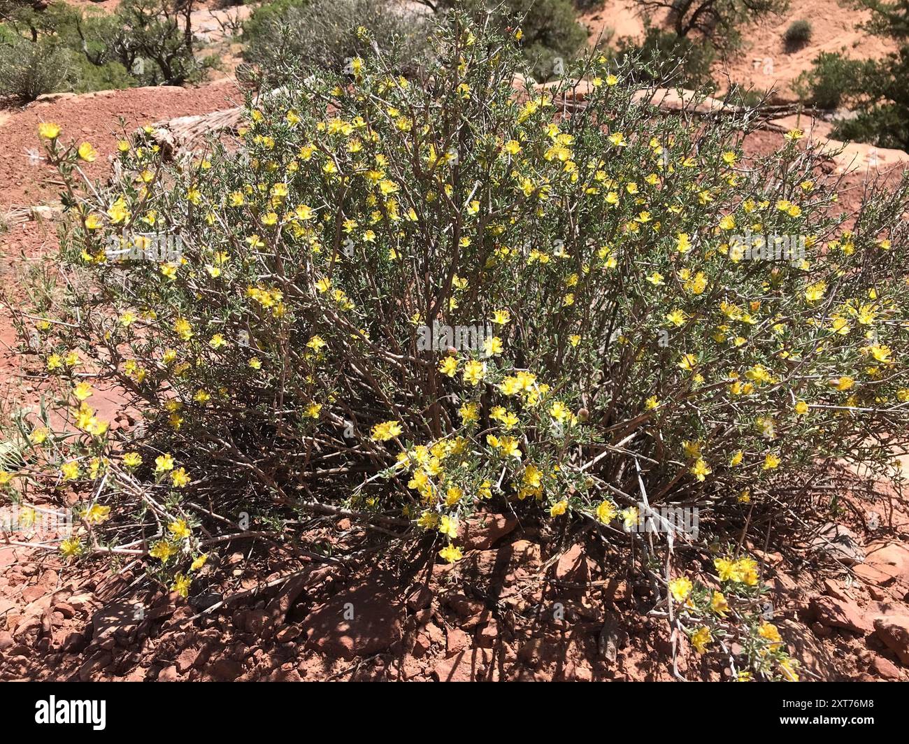 Blackbrush (Coleogyne ramosissima) Plantae Stock Photo - Alamy