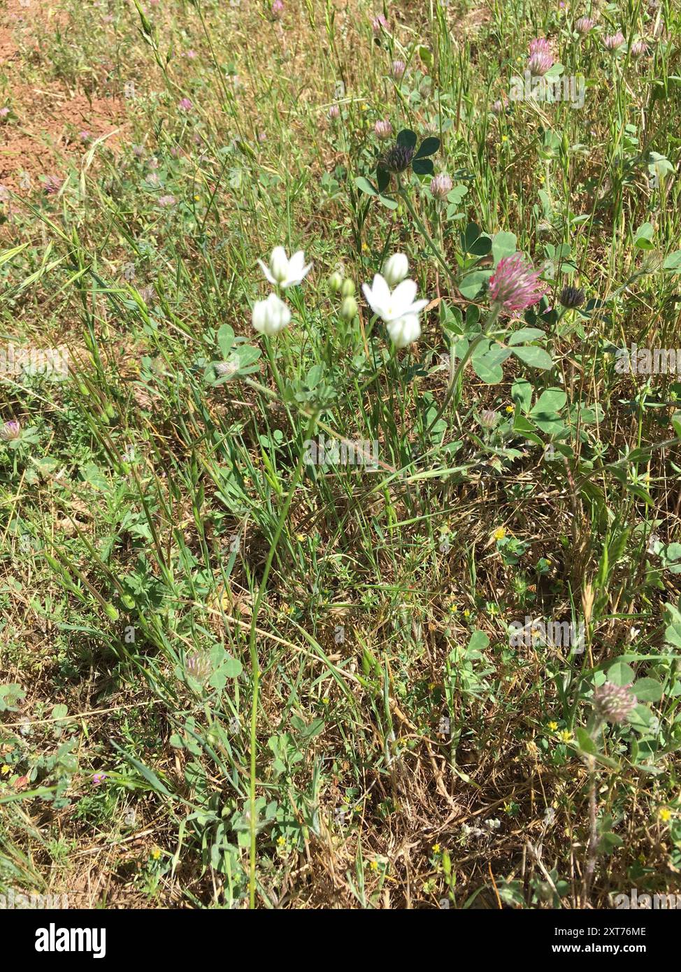 white brodiaea (Triteleia hyacinthina) Plantae Stock Photo - Alamy