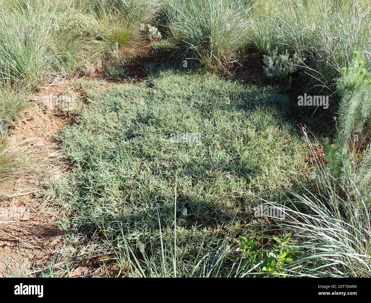Bermuda grass (Cynodon dactylon) Plantae Stock Photo - Alamy