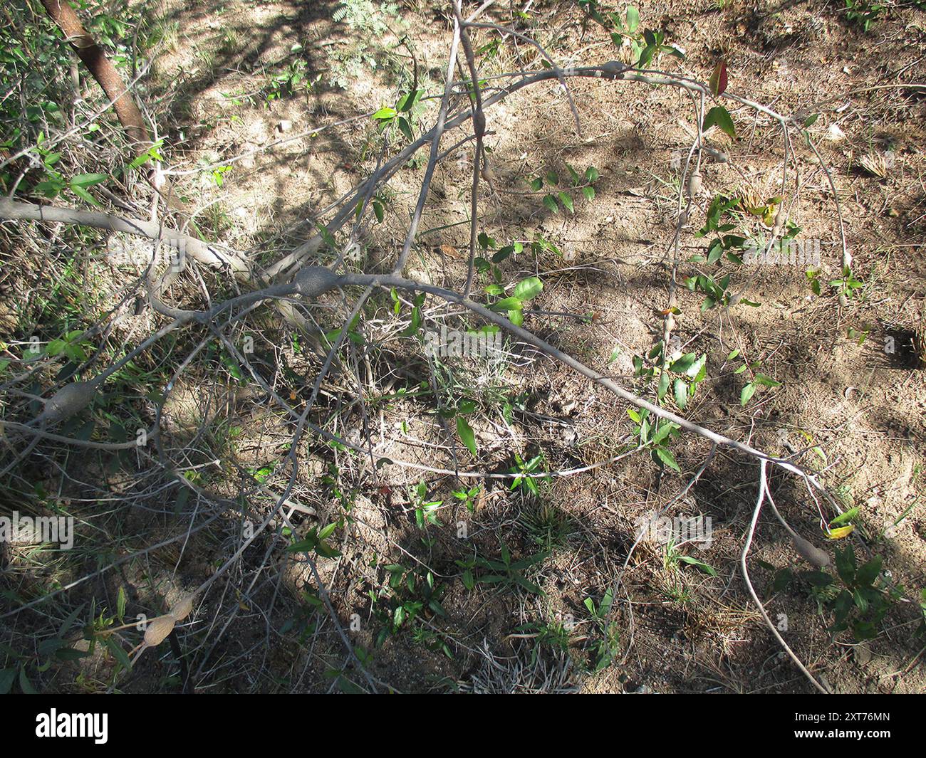 tamboti (Spirostachys africana) Plantae Stock Photo - Alamy