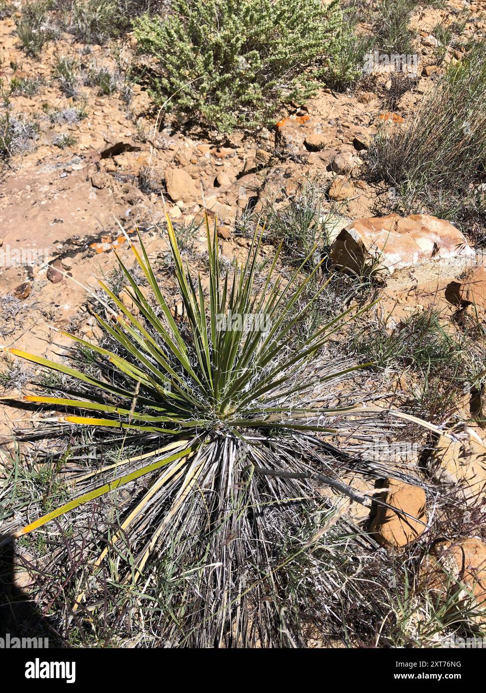 Narrowleaf Yucca (Yucca angustissima) Plantae Stock Photo - Alamy
