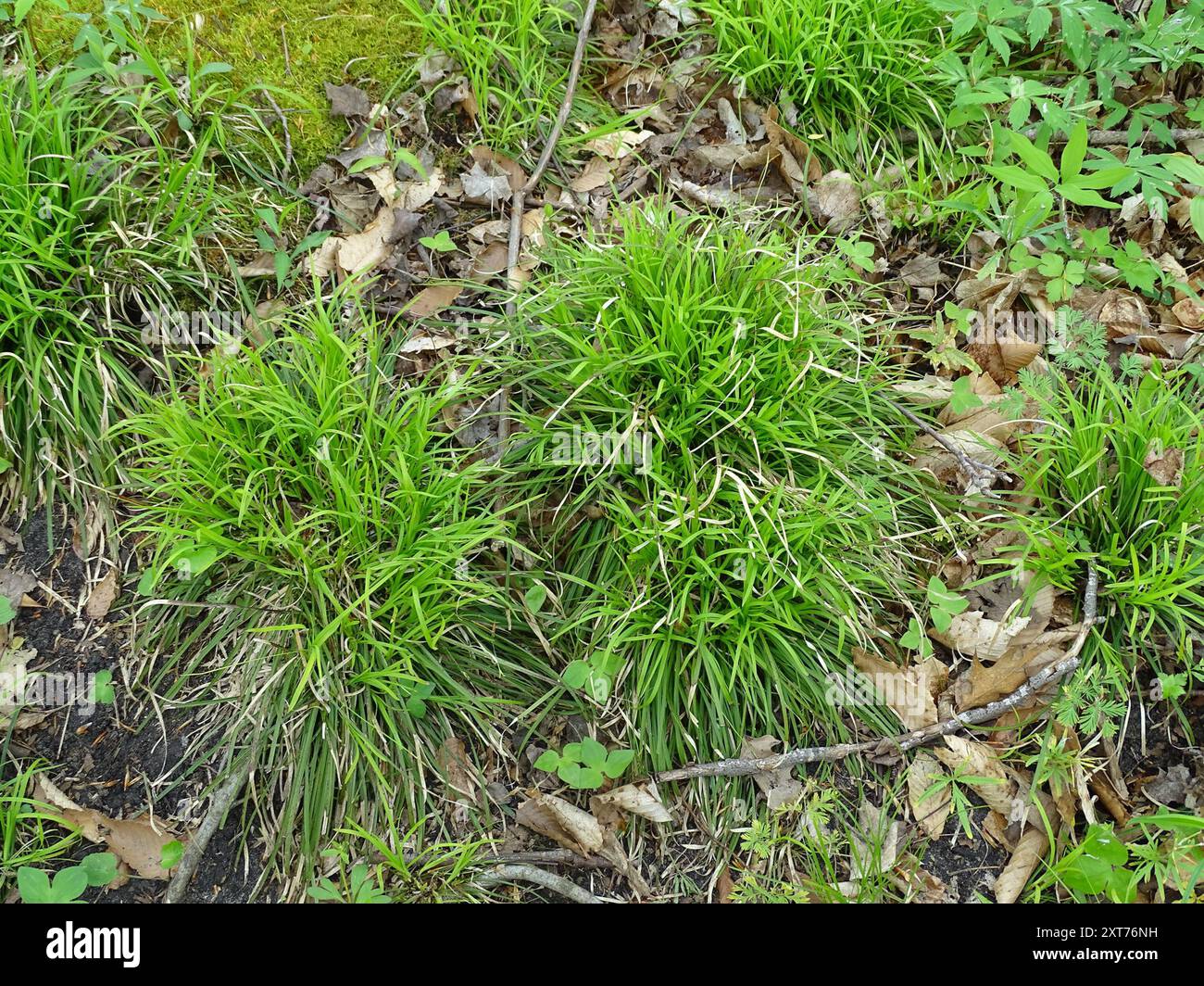 long-stalked sedge (Carex pedunculata) Plantae Stock Photo - Alamy