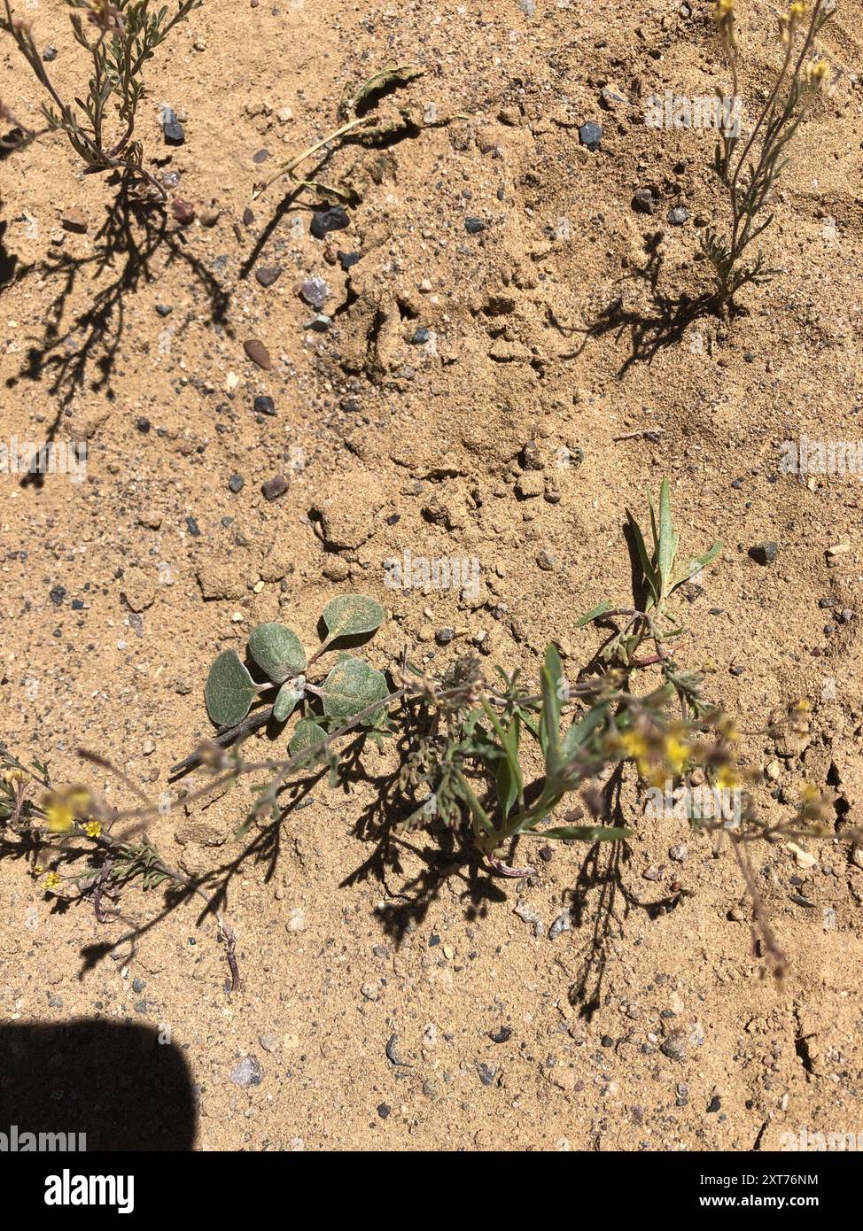 Western Tansymustard (Descurainia pinnata) Plantae Stock Photo - Alamy