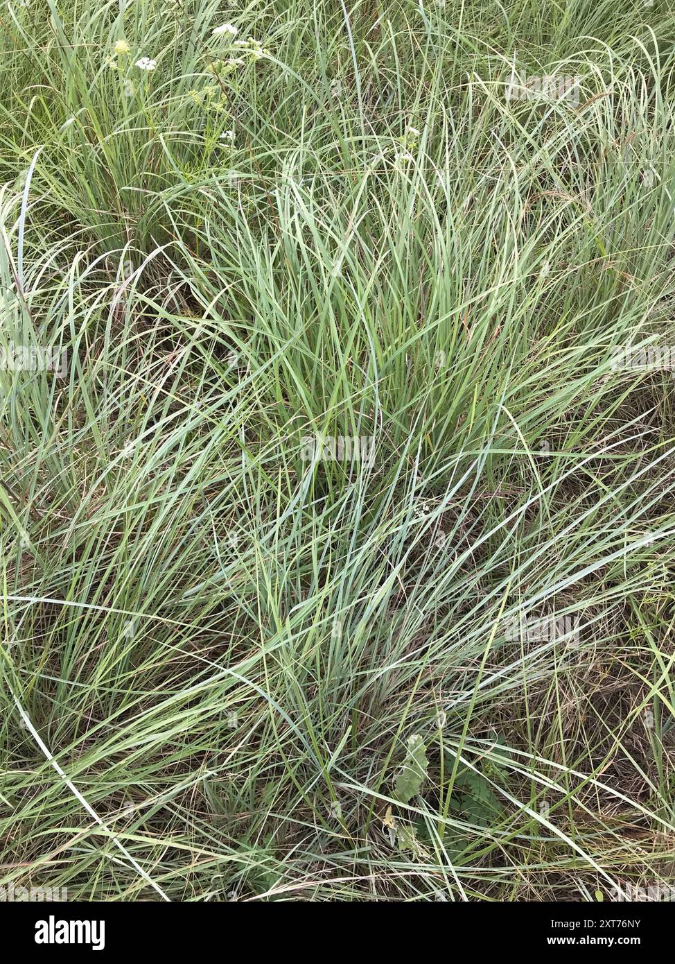 grasses (Poaceae) Plantae Stock Photo - Alamy