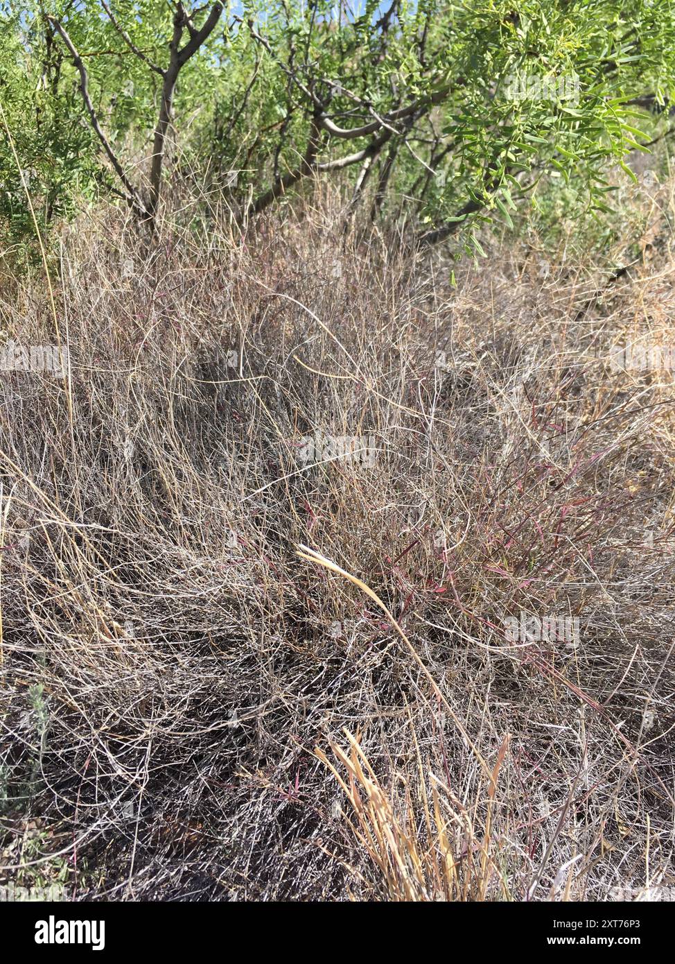 Bush Muhly (Muhlenbergia porteri) Plantae Stock Photo - Alamy