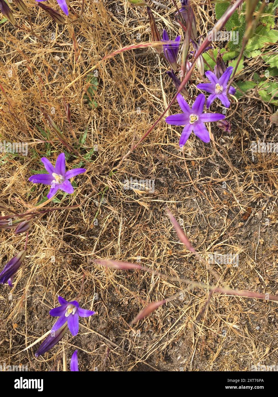 crown brodiaea (Brodiaea coronaria) Plantae Stock Photo - Alamy