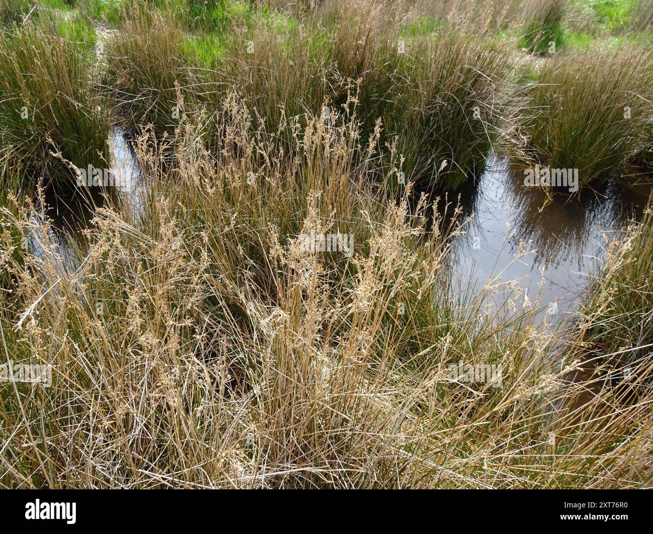 Sea Rush (Juncus maritimus) Plantae Stock Photo - Alamy