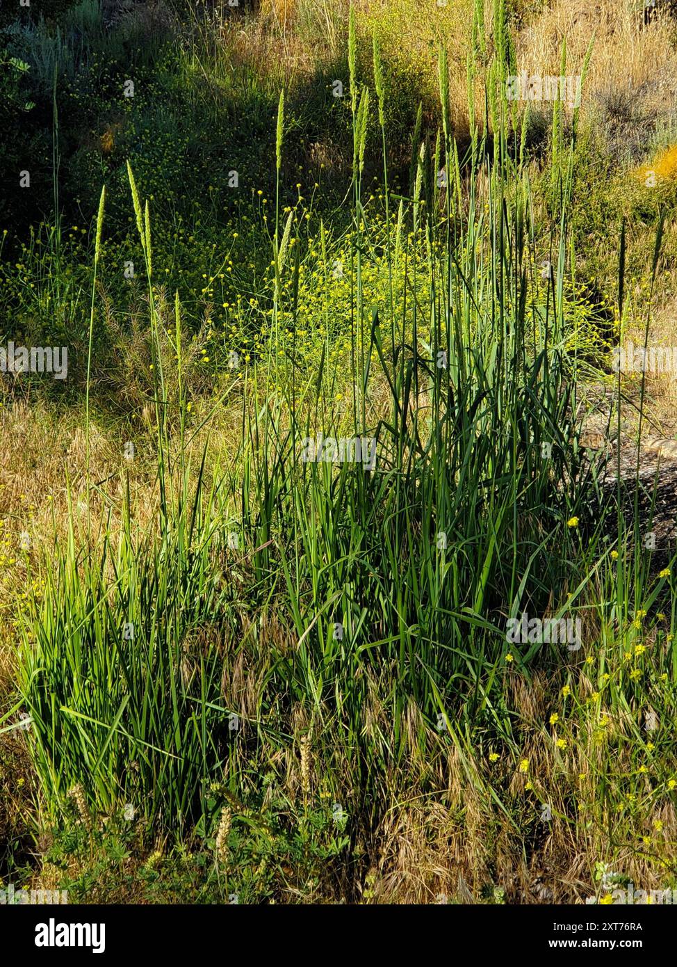 giant wild rye (Leymus condensatus) Plantae Stock Photo - Alamy