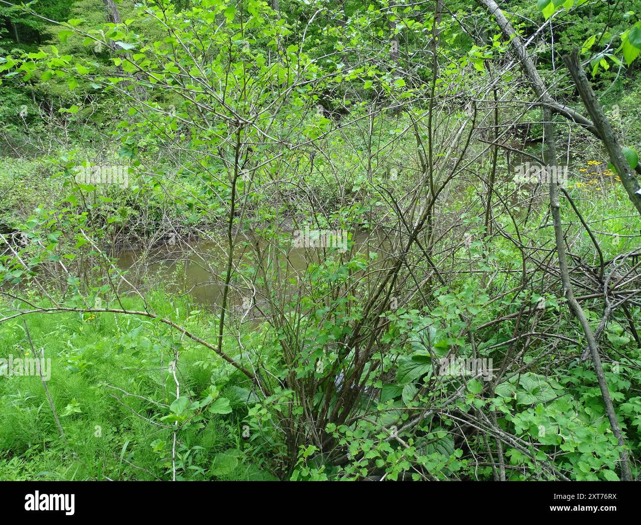 common ninebark (Physocarpus opulifolius) Plantae Stock Photo - Alamy