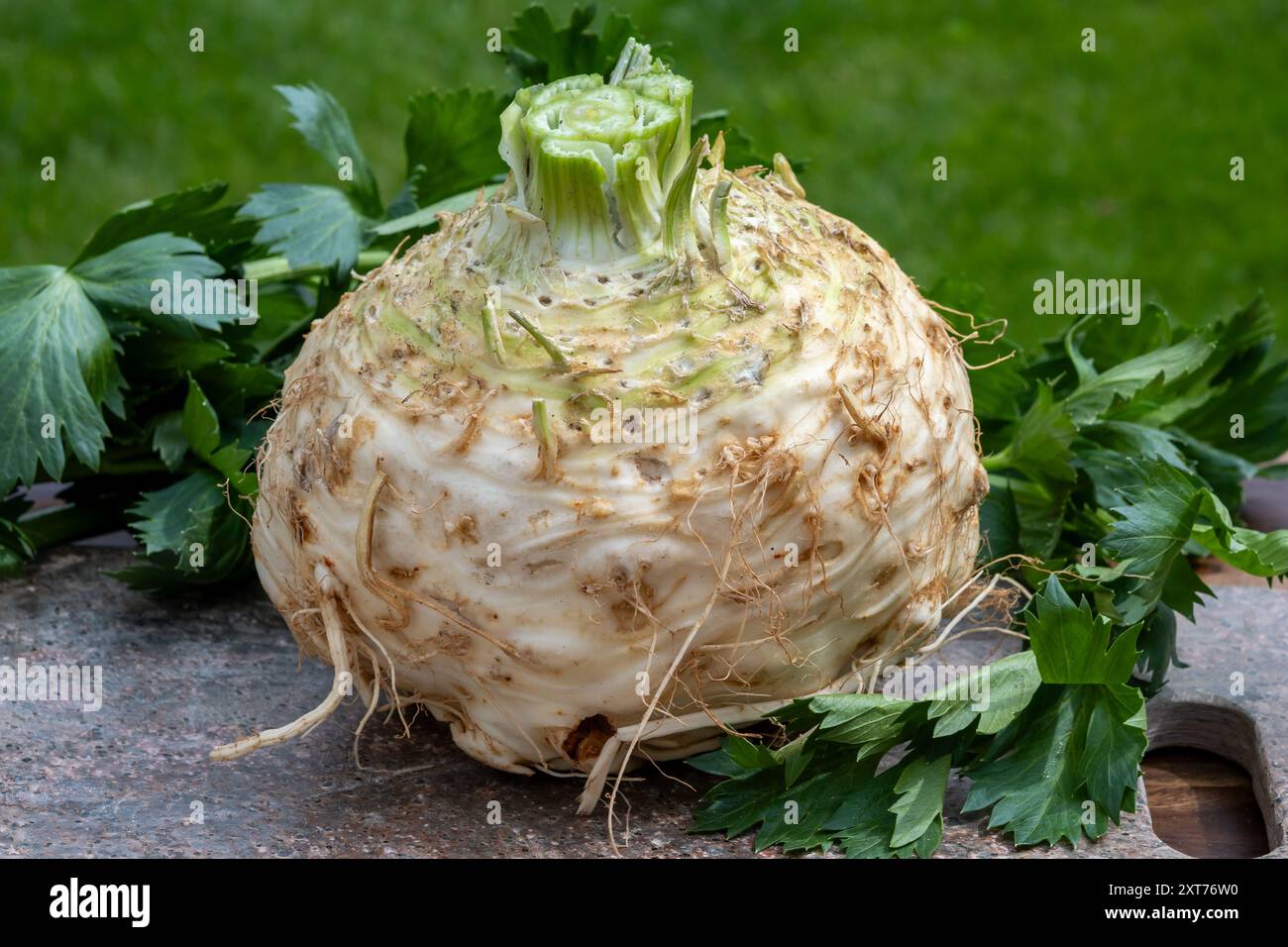 Celery root head, fresh celeriac, source of vitamins, fresh healthy vegetable, wedge Stock Photo ...
