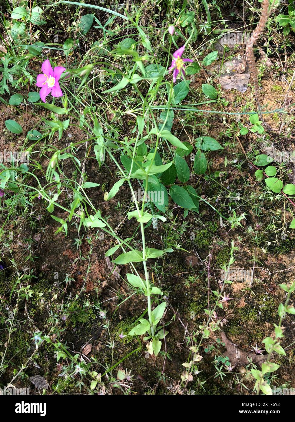 Meadow Pink (Sabatia campestris) Plantae Stock Photo - Alamy