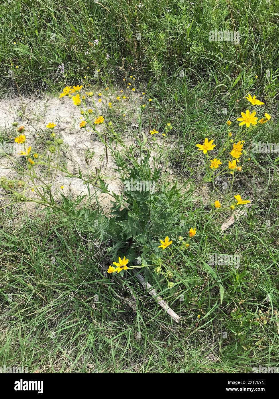 Engelmann daisy (Engelmannia peristenia) Plantae Stock Photo - Alamy