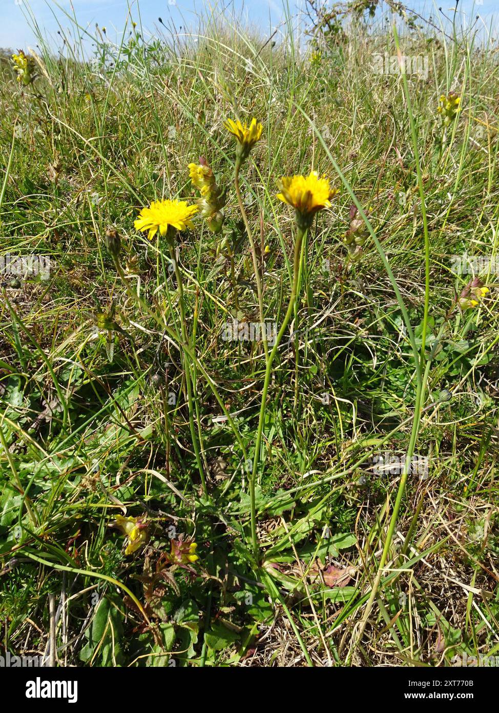 Autumn Hawkbit (Scorzoneroides autumnalis) Plantae Stock Photo - Alamy