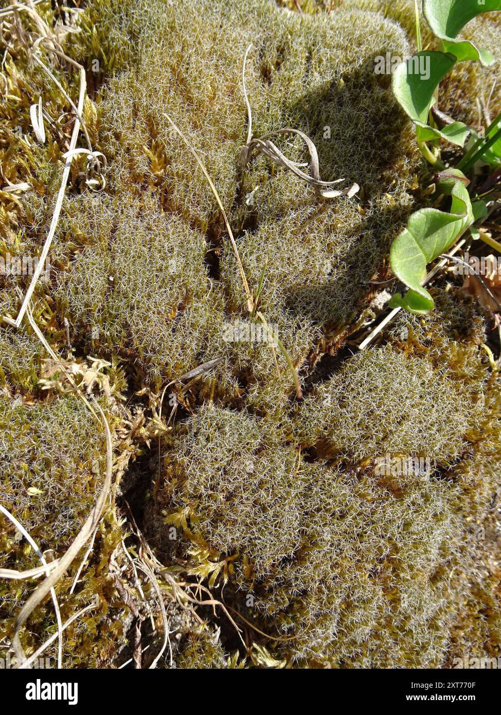 Heath Star-moss (Campylopus introflexus) Plantae Stock Photo - Alamy