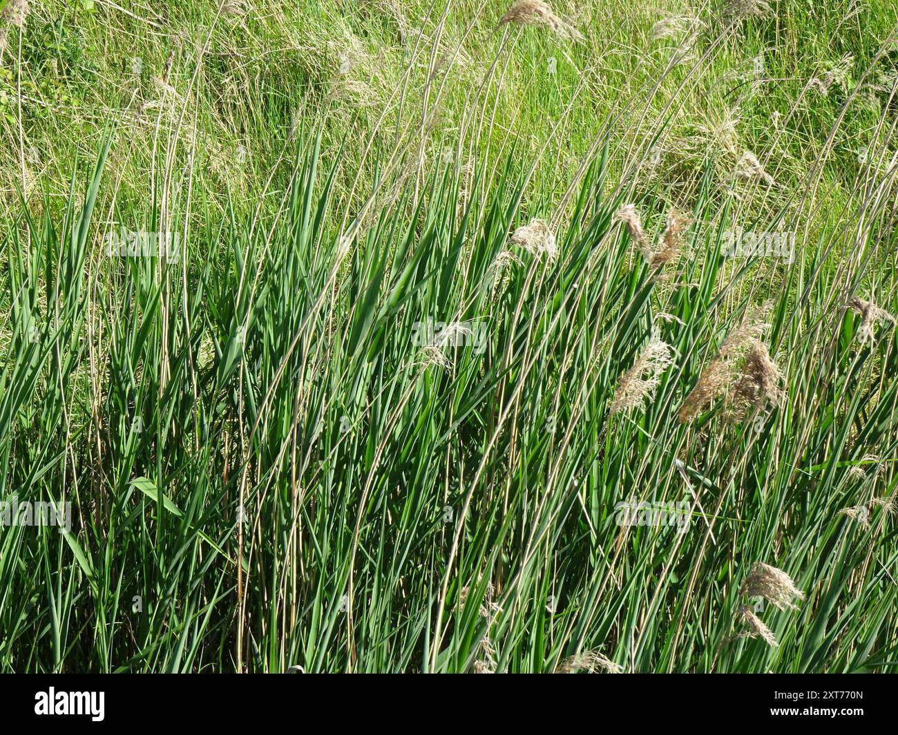 common reed (Phragmites australis) Plantae Stock Photo - Alamy