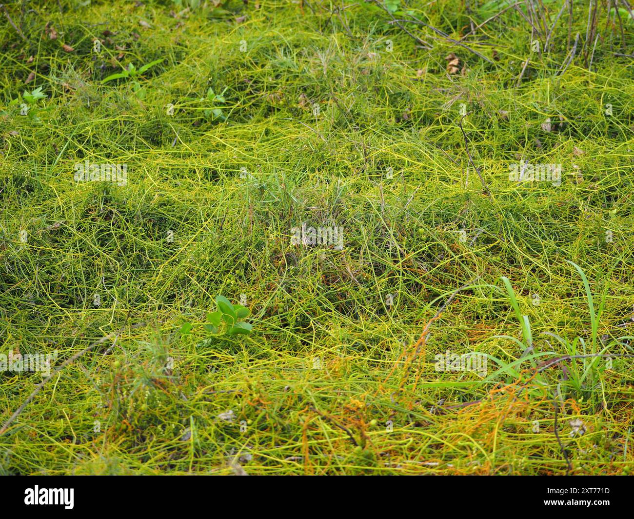 laurel dodder (Cassytha filiformis) Plantae Stock Photo - Alamy