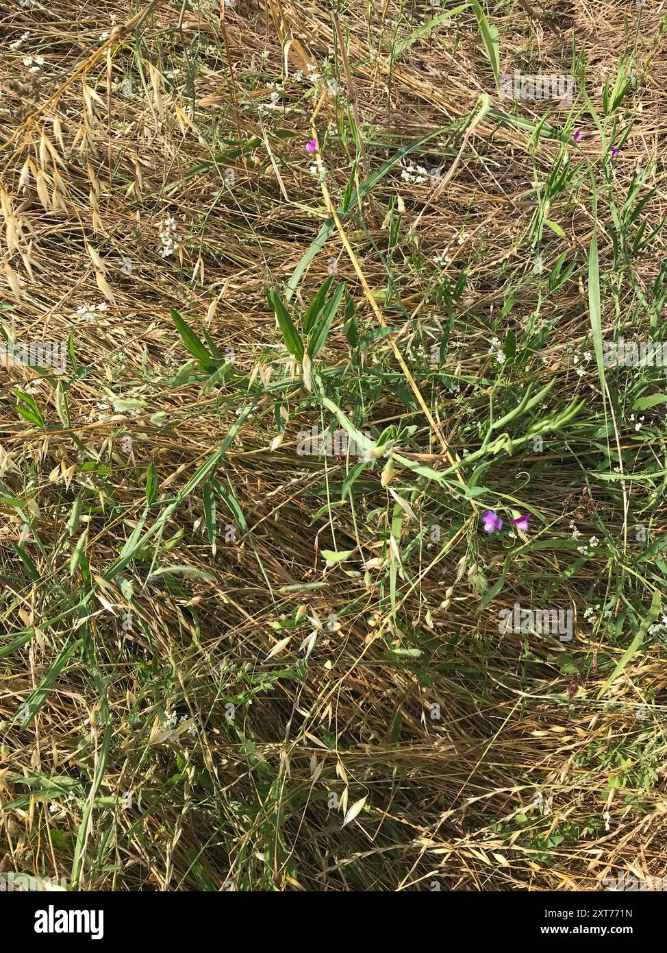 Hairy Vetchling (Lathyrus hirsutus) Plantae Stock Photo - Alamy