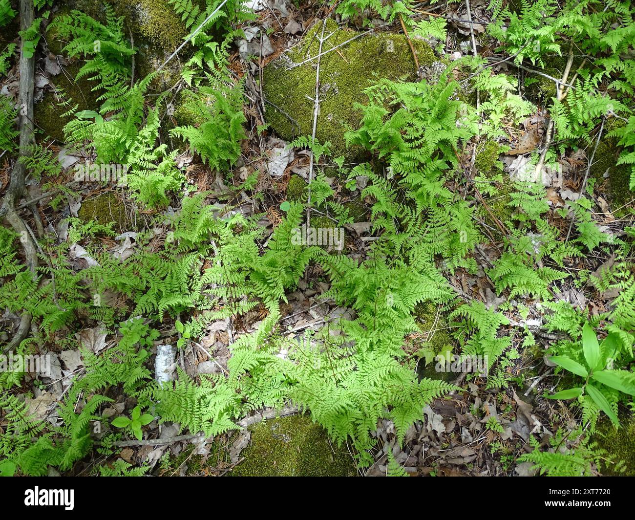 bulblet fern (Cystopteris bulbifera) Plantae Stock Photo - Alamy