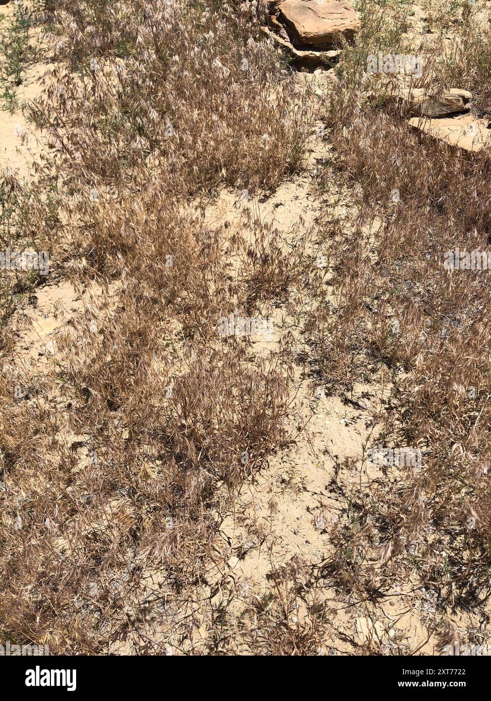 Cheatgrass (Bromus tectorum) Plantae Stock Photo - Alamy