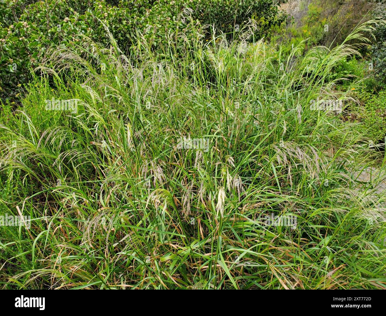 Smilo Grass (Oloptum miliaceum) Plantae Stock Photo - Alamy