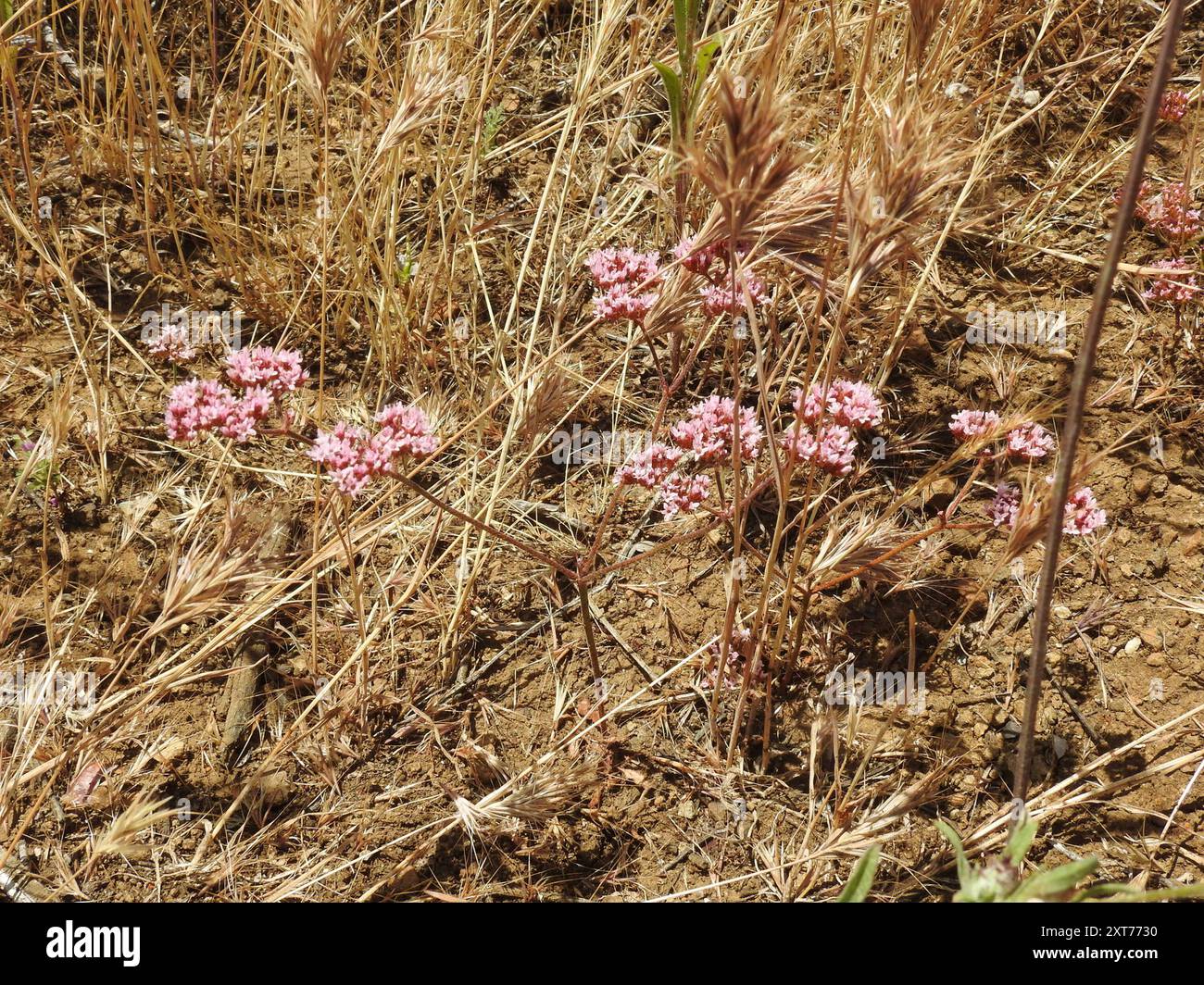 Turkish rugging (Chorizanthe staticoides) Plantae Stock Photo - Alamy