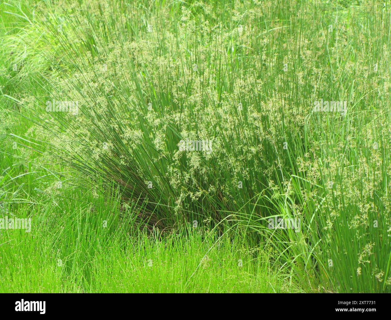 Soft Rush (Juncus effusus) Plantae Stock Photo - Alamy
