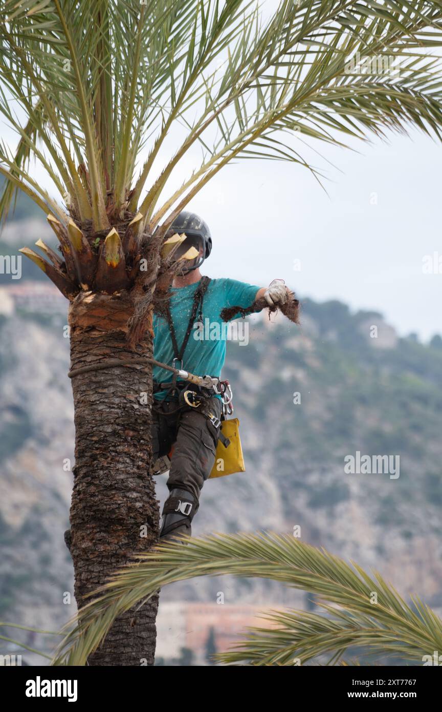 Seasonal maintenance work on trunk and leaves of palm trees on the ...