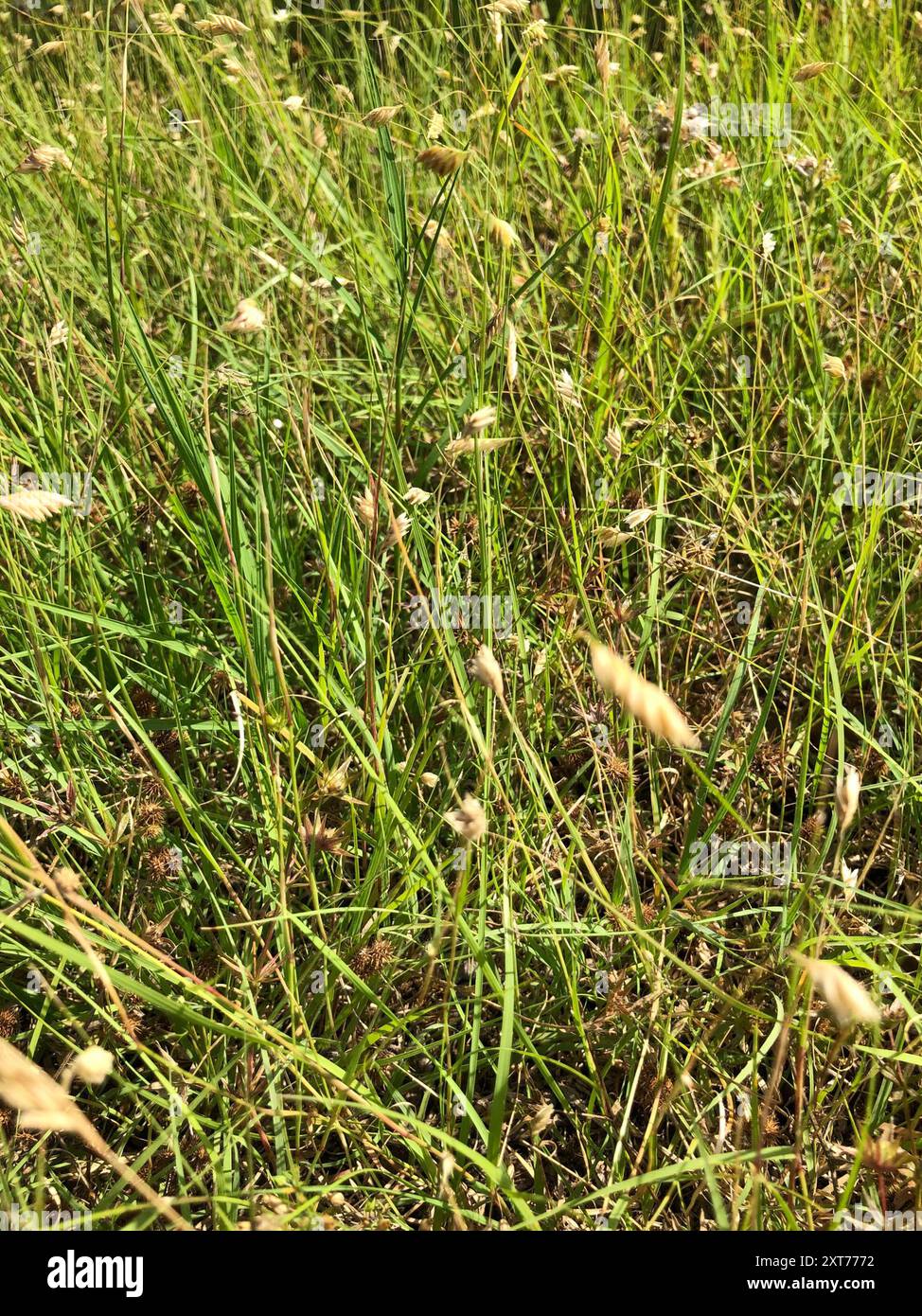buffalograss (Bouteloua dactyloides) Plantae Stock Photo - Alamy