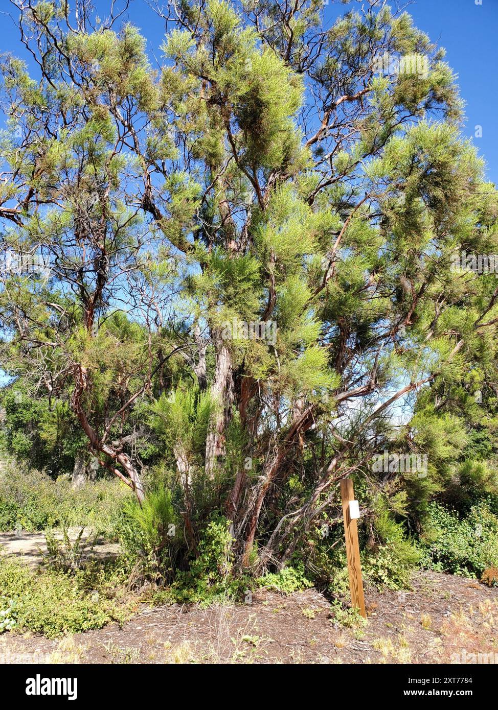 Redshanks (Adenostoma sparsifolium) Plantae Stock Photo - Alamy