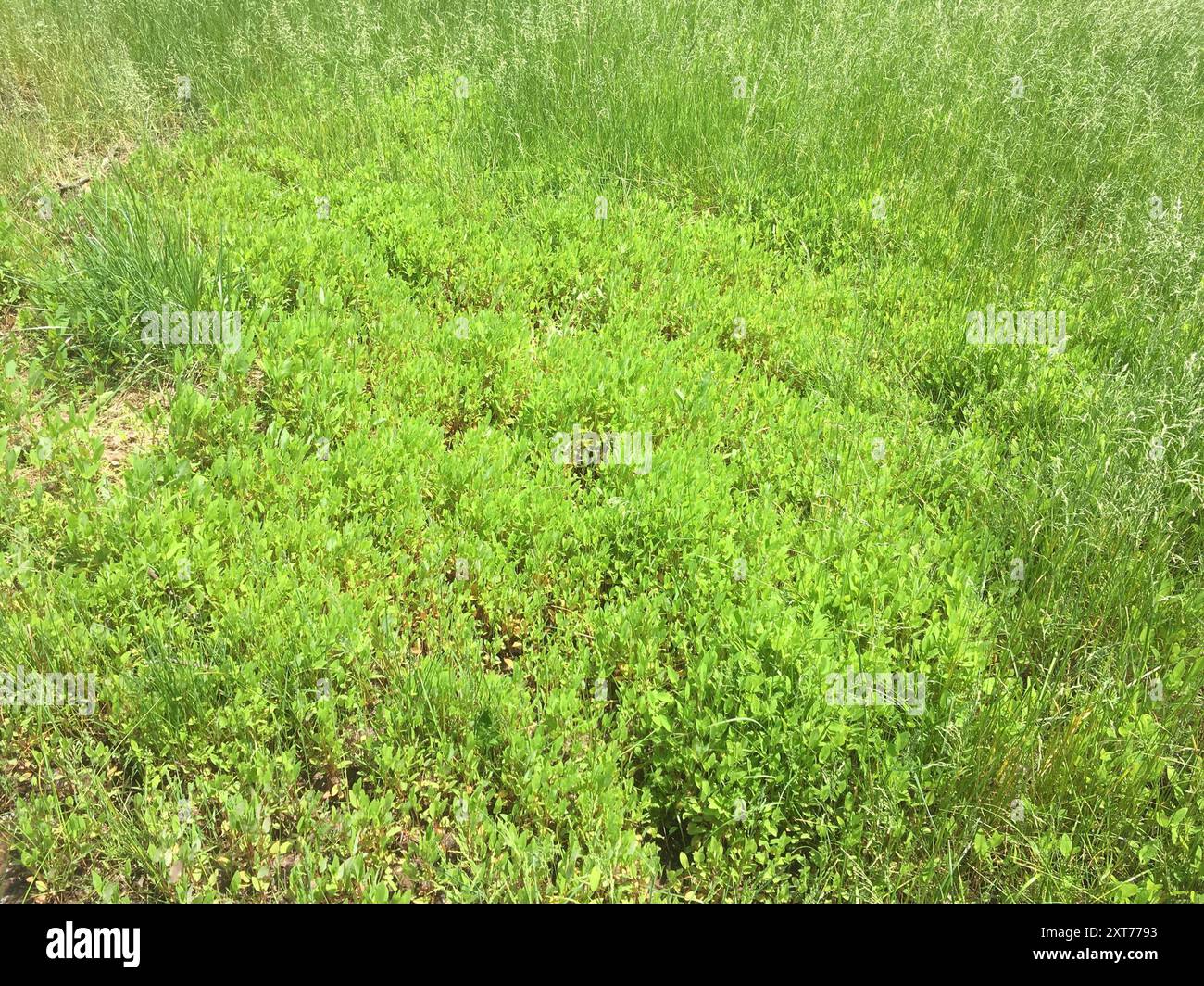 arrow-leaved tearthumb (Persicaria sagittata) Plantae Stock Photo - Alamy