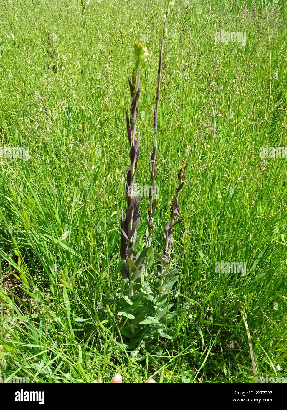 Tower Mustard (Turritis glabra) Plantae Stock Photo - Alamy