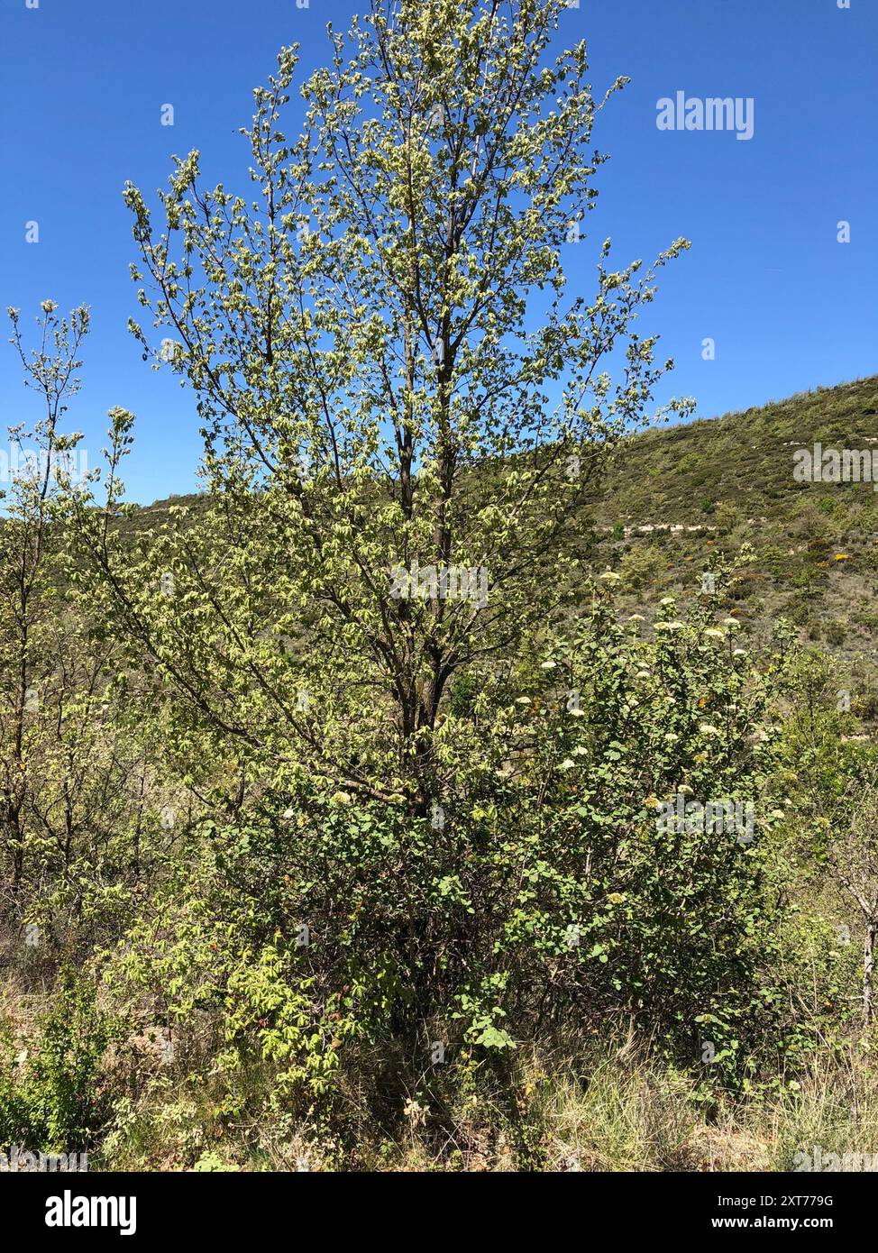 Wayfaring-tree (Viburnum lantana) Plantae Stock Photo - Alamy