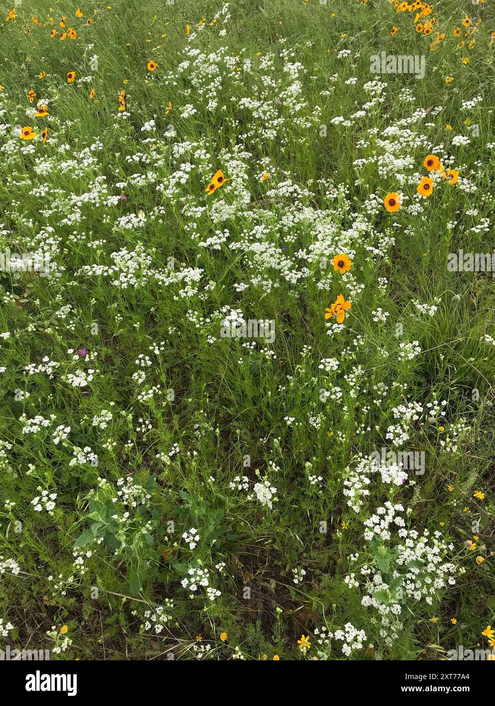 prairie bishop (Bifora americana) Plantae Stock Photo - Alamy
