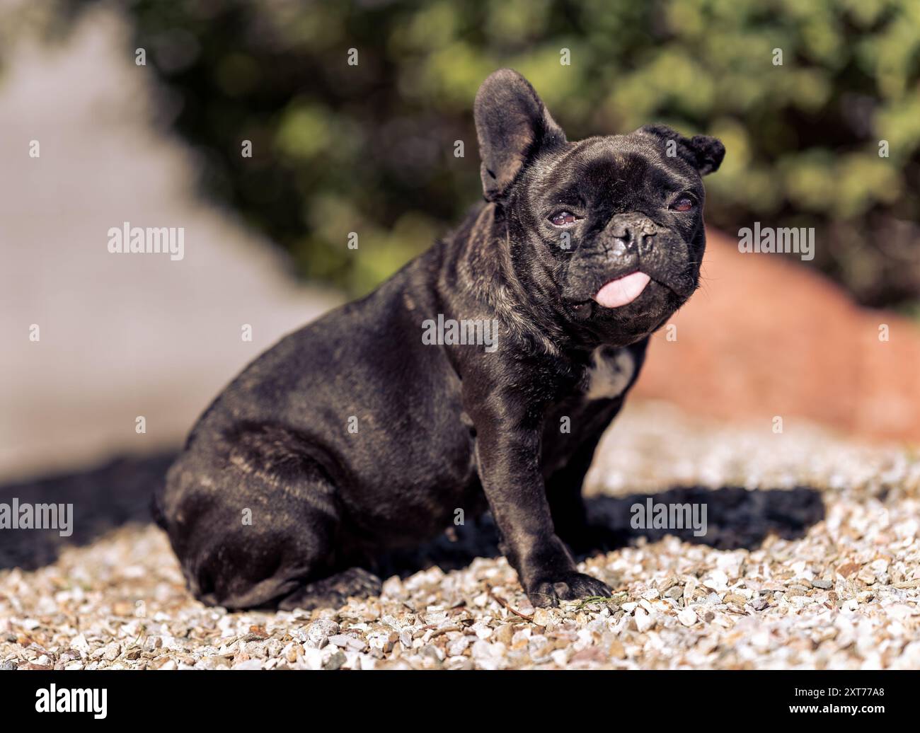 Small brindle French Bulldog with her tongue sticking out staring at ...