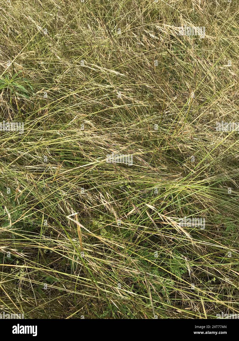 Texas winter grass (Nassella leucotricha) Plantae Stock Photo - Alamy