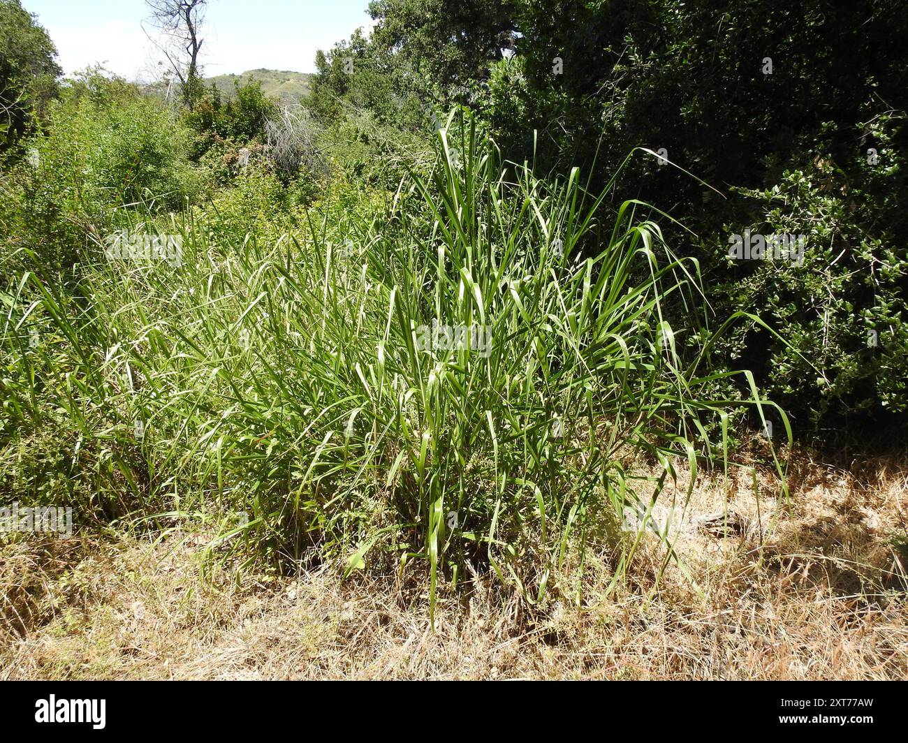 giant wild rye (Leymus condensatus) Plantae Stock Photo - Alamy