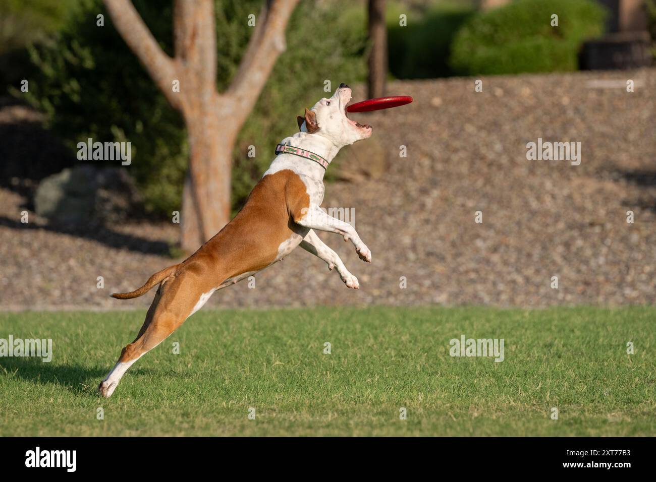 Jumping american staffordshire terrier hi-res stock photography and ...